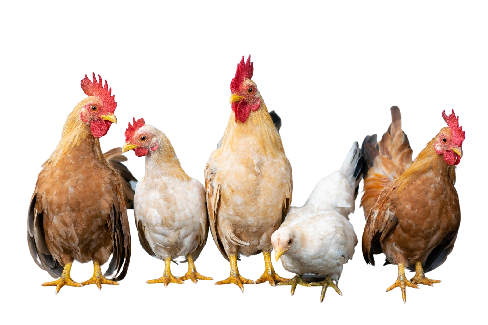 chicken-4849979-edited – BJE Poultry